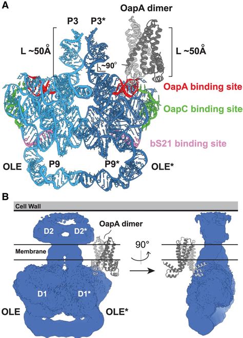 Implications For Ole Rna As A Natural Integral Membrane Rna