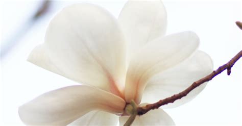 개화 계절 고요한 고요함 꽃 꽃 클로즈업 꽃무늬 꽃이 만개한 꽃잎 꽃잎 질감 단순한 단일 꽃 매크로 목련 목련 꽃 목련 코부스 미니멀리스트