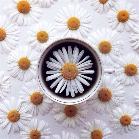 Ромашка обои фото и картинки 62 штук