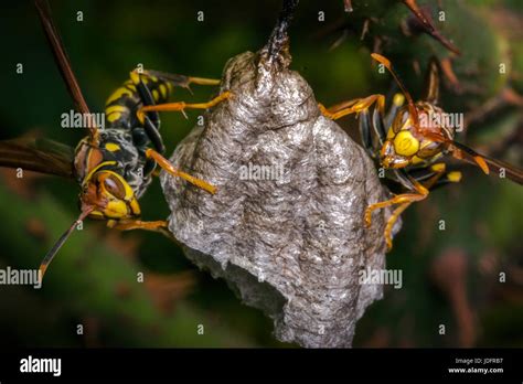 Dangerous Wasps Building A New Nest Stock Photo Alamy