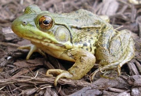 Controlling Californias Bullfrog Importation Problem