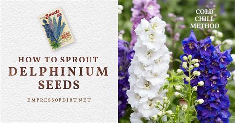 Germination Trick For Delphinium Seeds Cold Stratification