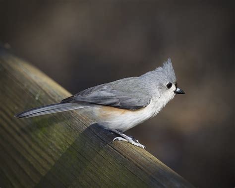 Tufted Titmouse 鸟 坐 Pixabay上的免费照片 Pixabay