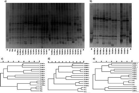 Pcr Dgge Patterns A And B And Cluster Analyses Based On Upgma Of Dgge