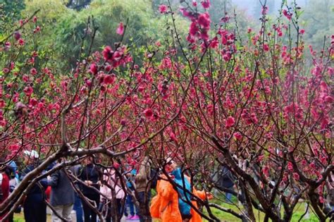 广州白云桃花涧的桃花开了吗2023旅泊网