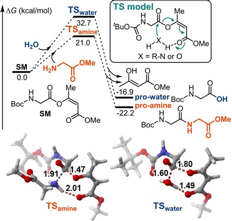 Energy Diagram For Amide‐bond Formation And Hydrolysis Of α‐carbonyl
