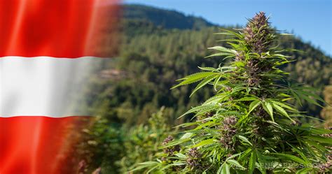 Cannabis In Austria Laws Use History And More Info Sensi Seeds