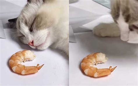 睡死的布偶貓，一聞這食物秒醒！網說：「美夢成真！」