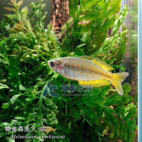 AC草影帕金森美人兩隻 露天市集 全台最大的網路購物市集