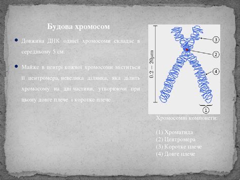 Будова хромосом