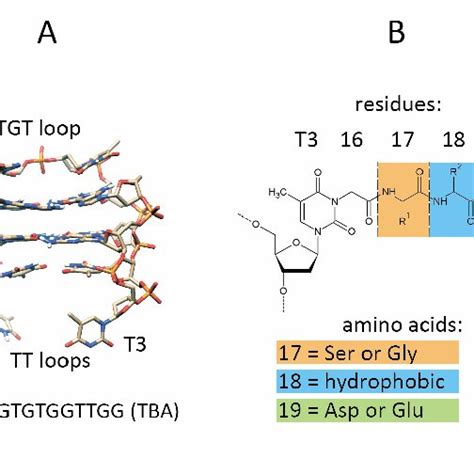 Structure Of The 15 Nt Thrombin Aptamer Tba Two Layer Anti Parallel