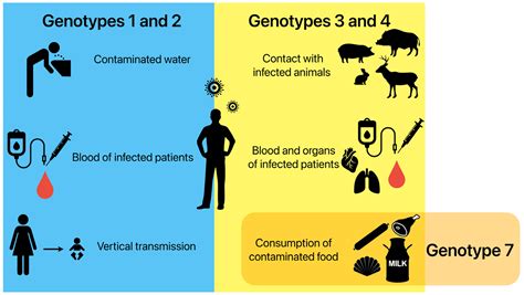 Hepatitis E Virus In The Role Of An Emerging Food Borne Pathogen