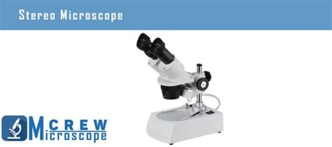 Compound Microscope Vs Stereo Microscope Microscope Crew