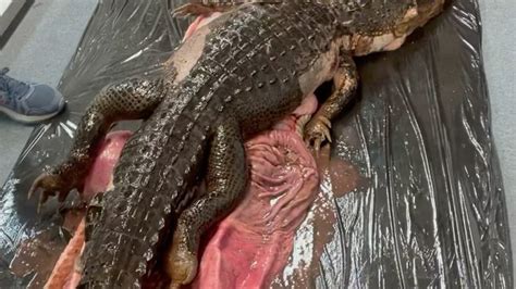 Alligator Alcatraz In Everglades Have Gators Pythons Killed People