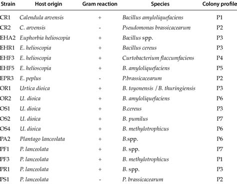Origin And Characterisationof The Most Representative Bacterial Download Scientific Diagram