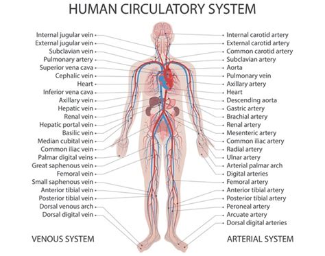 Diagram Human Circulatory System With Main Parts Labeled Vector Over