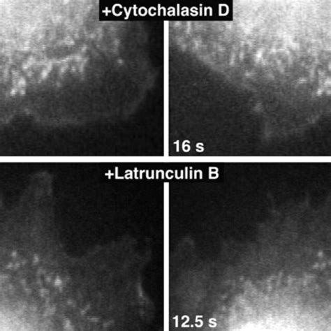 Actin Polymerization Is Required For Formation And Movement Of Spots Download Scientific