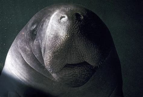 Cute Manatee Photos To Make You Smile Ocean Info
