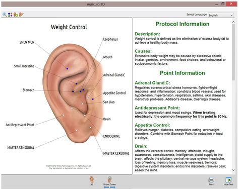 How Ear Acupuncture For Weight Loss Works How Diets Work Blog