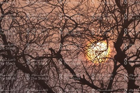 ذا ستوك غروب الشمس بين اغصان الشجر في مدينة جده