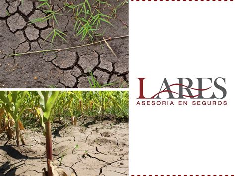SEGUROS PARA AGRO Al contratar tu seguro agrícola es importante que preguntes a tu agente el