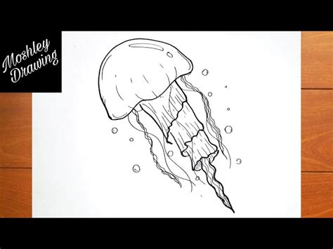 Cnidaria Drawing