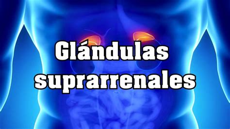 Glándulas suprarrenales YouTube