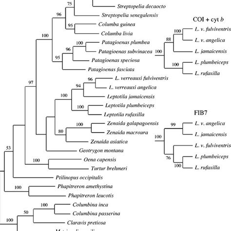 Single Most Parsimonious Tree Length 2205 Rescaled Consistency Download Scientific Diagram