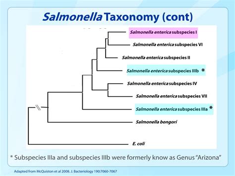 Salmonella Comes From At Catherine Dorsey Blog