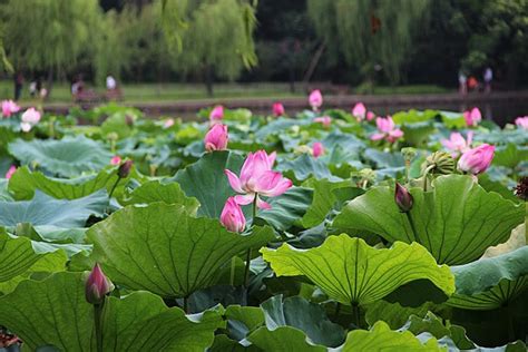 Lotus Ppt Background Images Hd Pictures And Wallpaper For Free