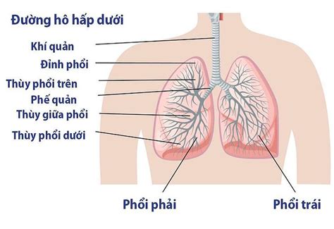 Phổi Người Cấu Tạo Chức Năng Và Các Bệnh Thường Gặp ở Phổi
