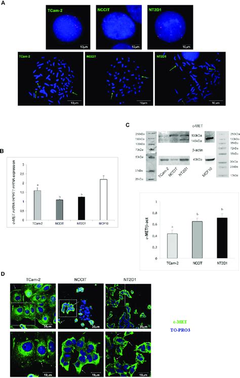 C Met Expression In Tgct Cell Lines A C Met Gene Copy Number In