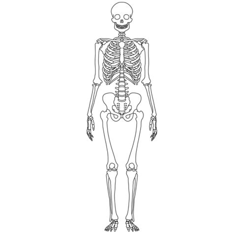 Human Skeletal System Quiz By Secosatarian
