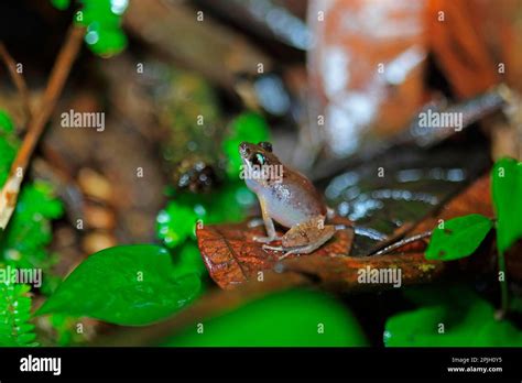 Antillean Whistling Frog Antillean Whistling Frogs Amphibians Other