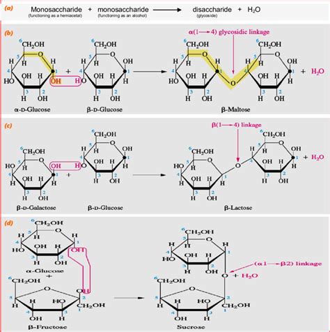 Disaccharide Molecule Structure