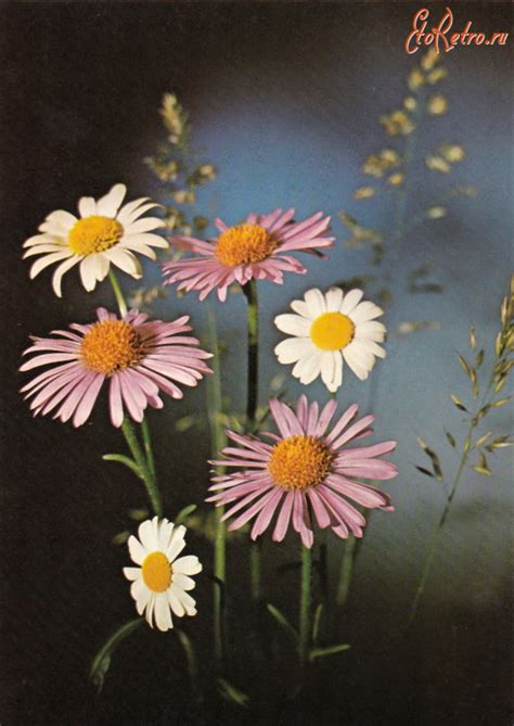 Разное Ретро открытки ЭтоРетро Ru старые фото городов