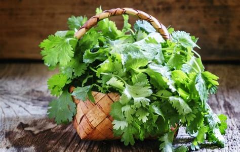 How To Preserve Cilantro From The Garden Food Storage Moms