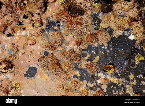 Lithophyllum Tortuosum And Lithophyllum Incrustans Flat Are A