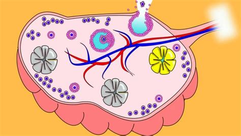 Pcos And Libido How Does Polycystic Ovarian Syndrome Affect Your Sex
