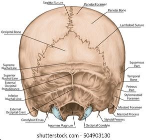 Occipital Images Stock Photos Vectors Shutterstock