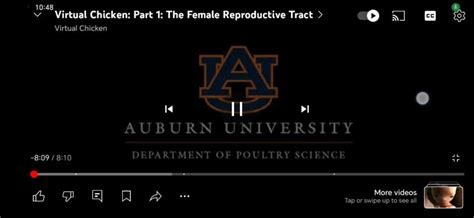 ladi kh on linkedin egg laying process