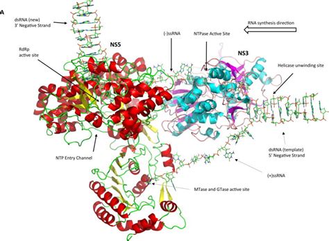 Organization Of The Flavivirus Rna Replicase Complex Pmc
