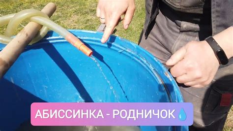 АБИССИНКА С ОООЧЕНЬ МАЛЫМ ДЕБИТОМ! ГЛУБЖЕ ЖЕЛЕЗО,БУРИТЬ НЕ СТАЛИ ...