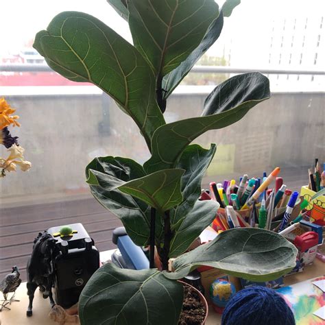 Dwarf Fiddle Leaf Fig Ultimate Guide To Fertilizing