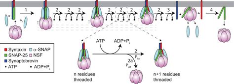 Details Of How A Snare Complex Is Disassembled Post Membrane Fusion♦