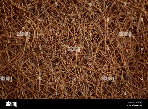 The Background Is Coconut Coconut Layer In The Mattress Bed