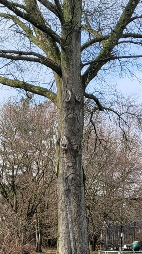 My Grumpy Twins Tree R Mildlyinteresting