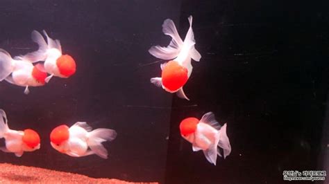 오란다 금붕어 종류 단정 금붕어 수명 먹이 키우기 방법 네이버 블로그