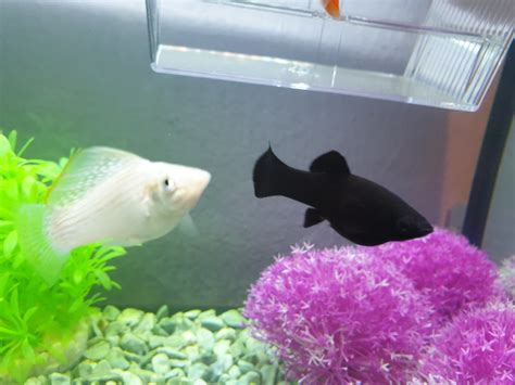 Molly Negra Embarazada Foro PortalPez De Acuarios Peces Mascotas
