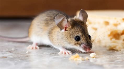 What Happens If You Disturb A Mouse Nest [explained]